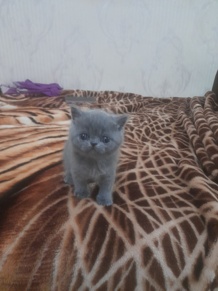 Продаются котята от правилтной вязки