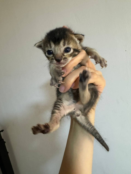 Котята Абиссинской породы