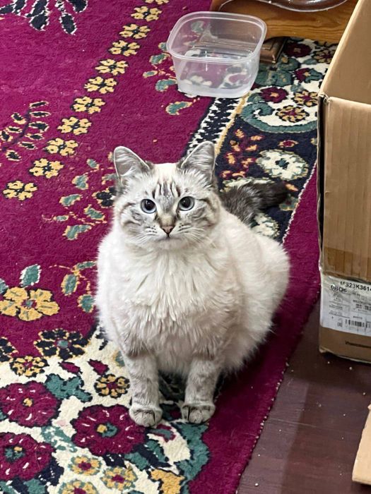 Кошка в добрые руки