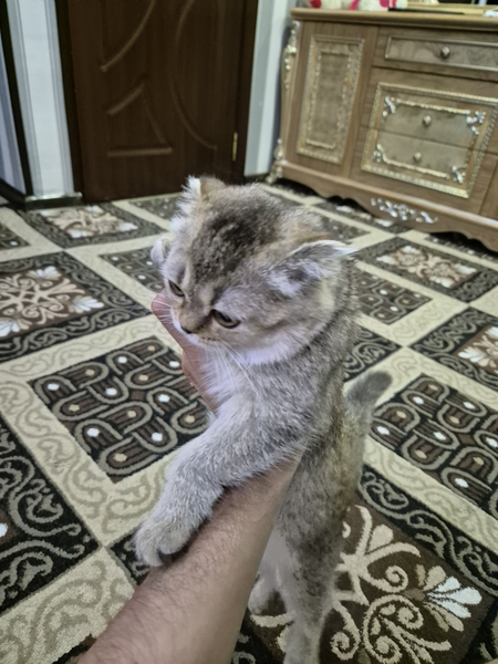 Shinshila 4 oylik boladi