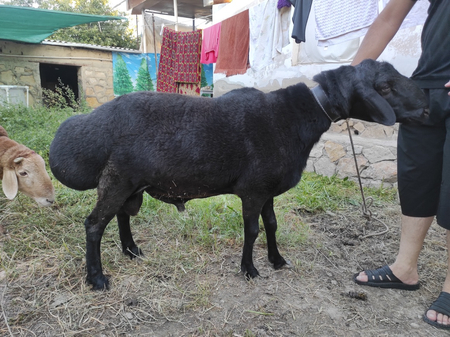 Кора катта 3ёшар. К,учкор