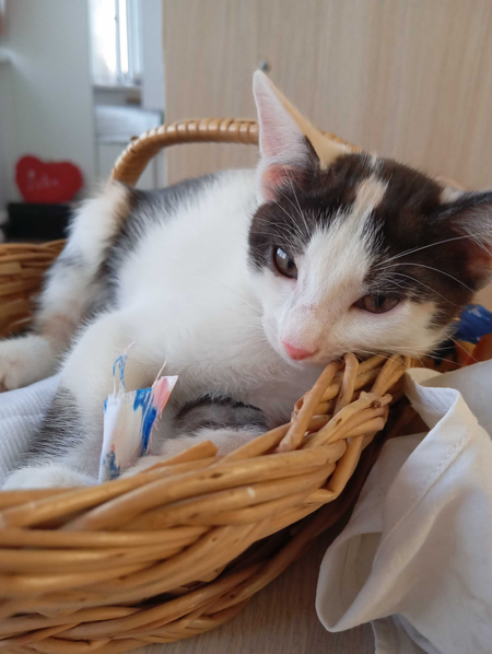 Отдаю котёнка в добрые руки!