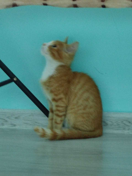 Котенок рыжий домашний к продаже