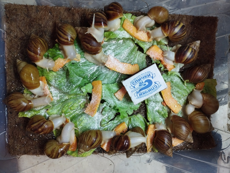 Улитки ахатинки домашние