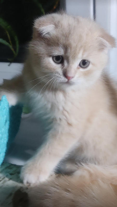 Котёнок скотиш фолд