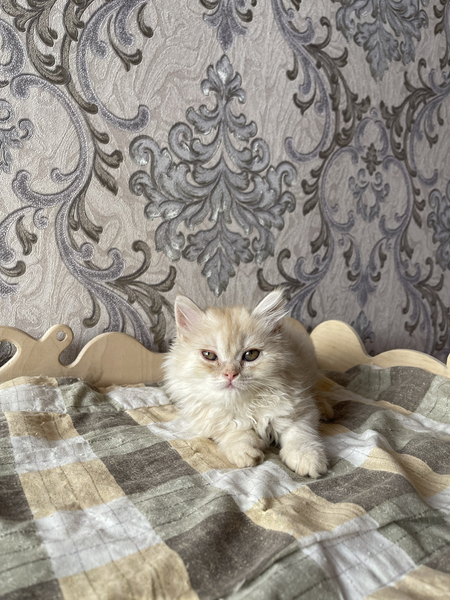 Продается скоттиш страйт с бонусами