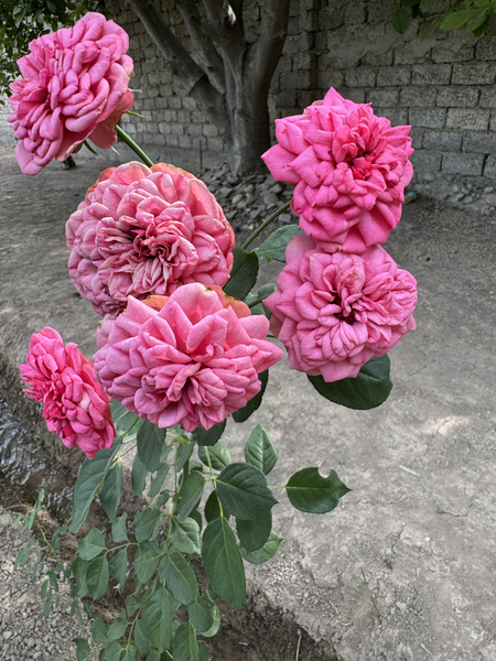 Розы сортовые саженцы, большой ассортимент