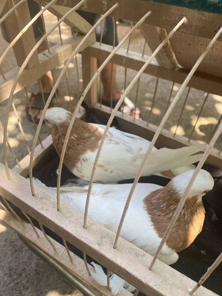 Голуби в продаже