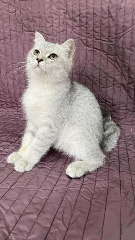 Котенок Шиншилла 150$