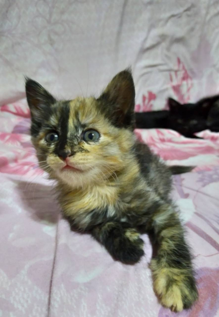 Отдам котят бесплатно