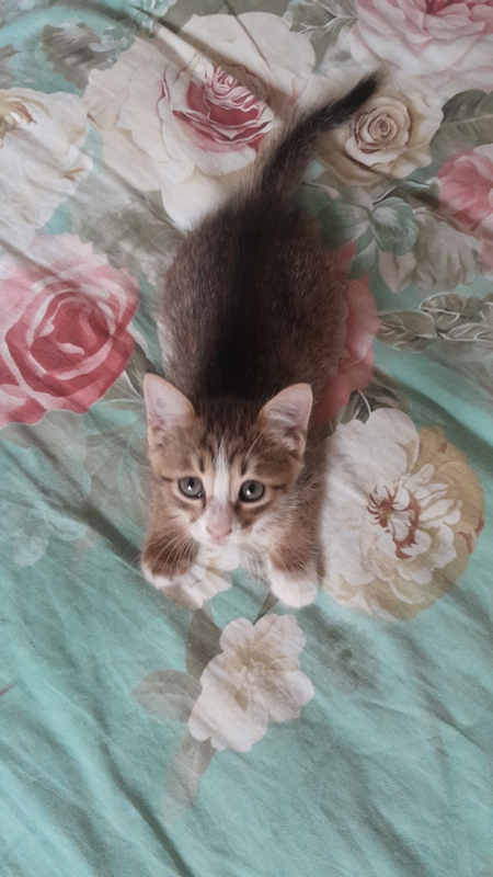 Котенок 2 месяца