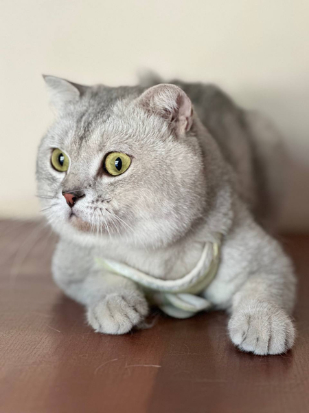 Вязка кошек БРИТАНСКИЙ