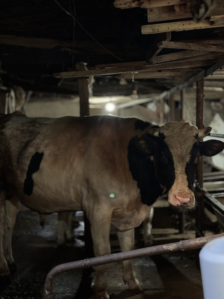 buqa 400kg dan oshu tosh bosadi narxini keliwamiz