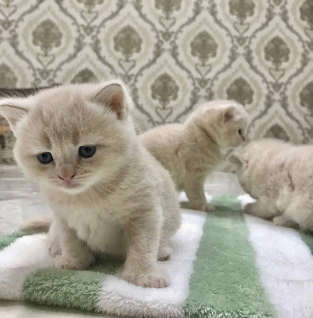 Шотланские шиншиллы пямоухие элитные котята
