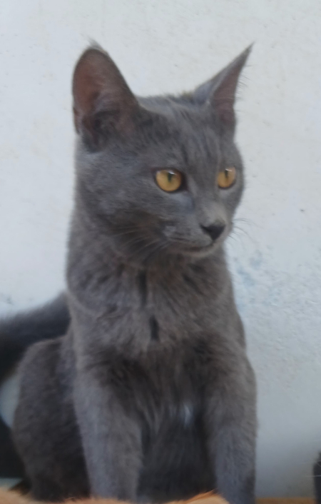 Sehrli ko'zlar va momiq panjalar