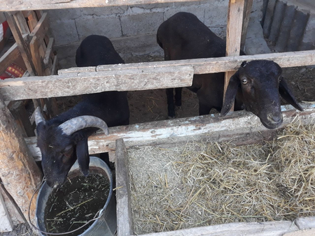 Qo'chqorlar sotiladi.