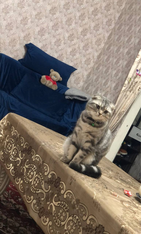 Вязка Фергана