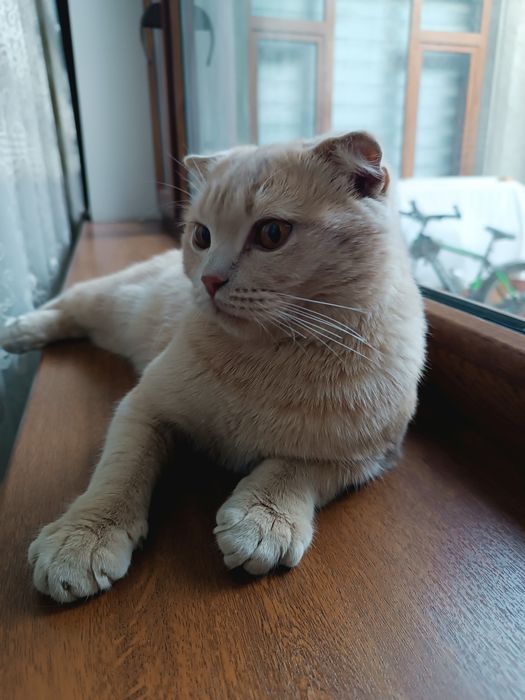 Шотландская вислоухая кот