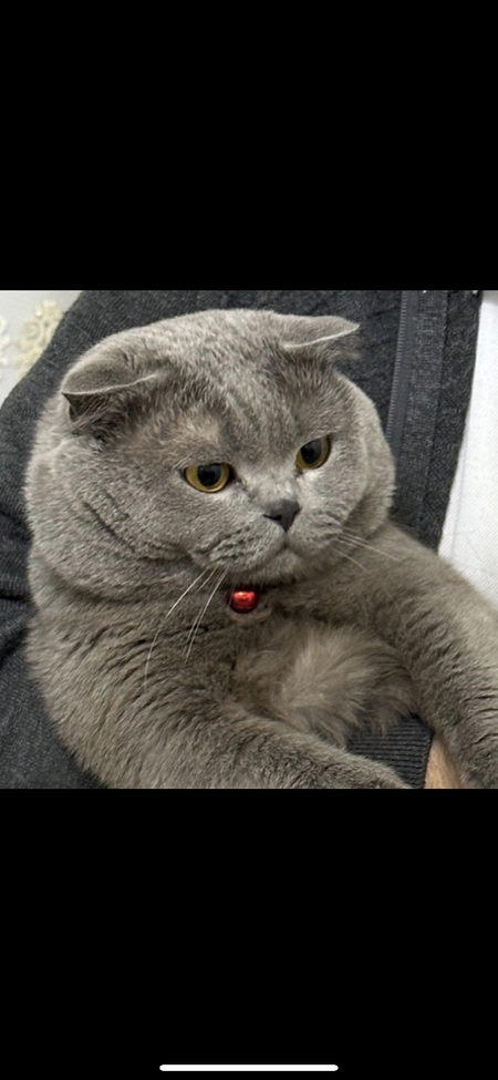 Скотиш фолд 5 ёш
