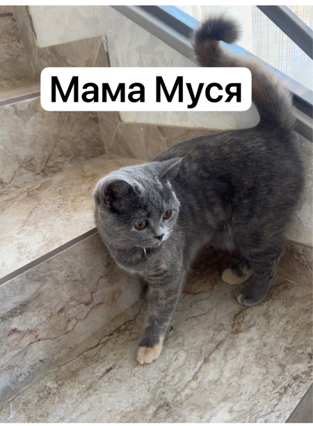 Вислоухие котята