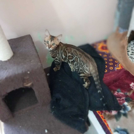 Бенгальский котёнок
