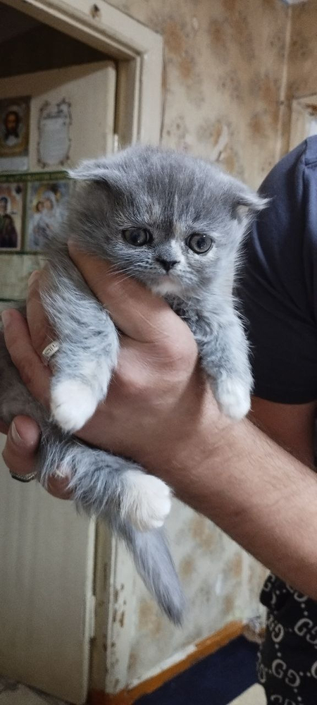 Продаются котята Манчкин