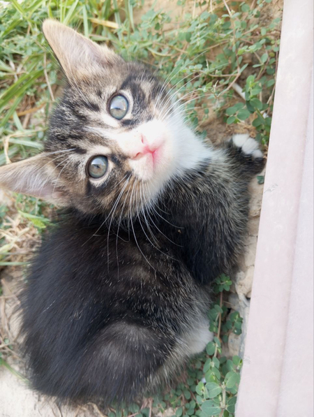 Котята маленькие