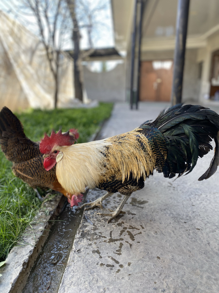 Brikkel limon jojalari ba tuhumlari sotiladi