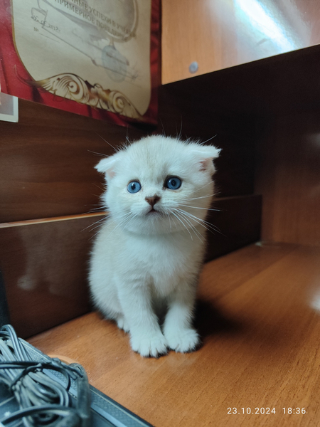 Продается Шиншилла Скоттиш фолд