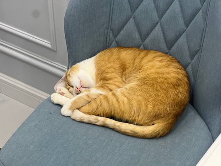 Отдам котенка