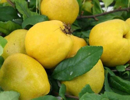 Мевали ва манзарали  кўчатлар