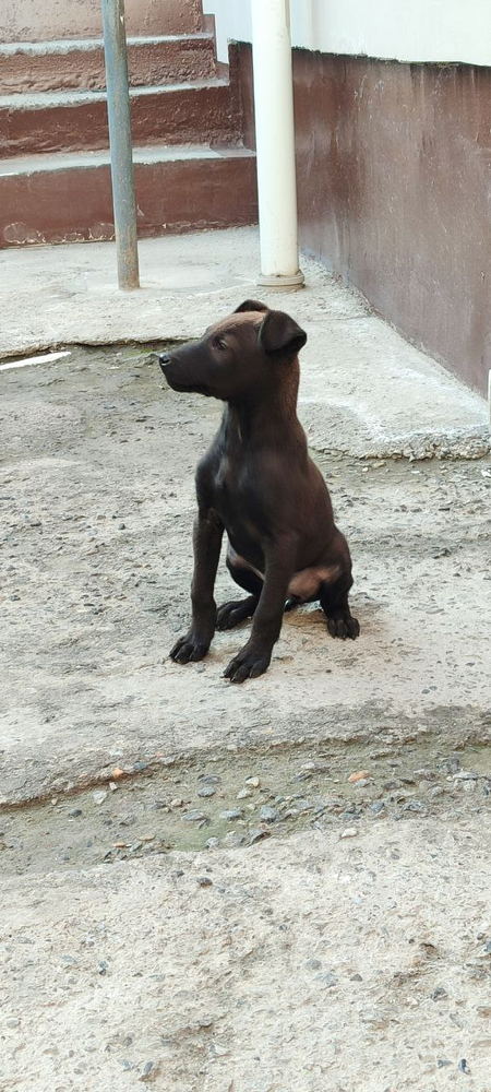 Doberman it. Zottor