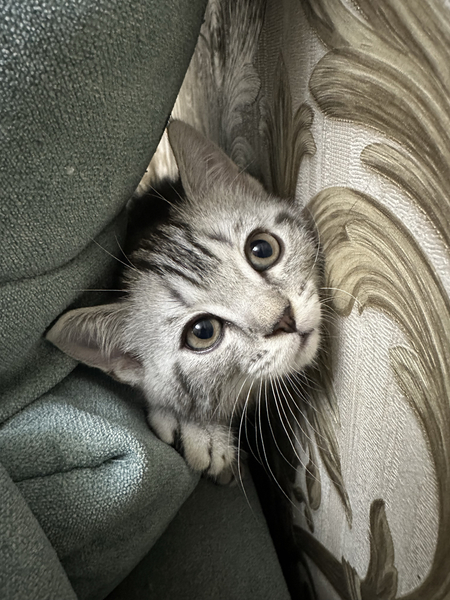 Котенок скоттиш страйт мальчик