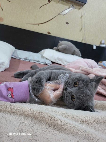 Британский котёнок