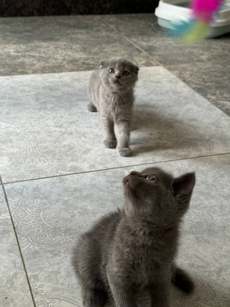 Продается котятки 6 штук
