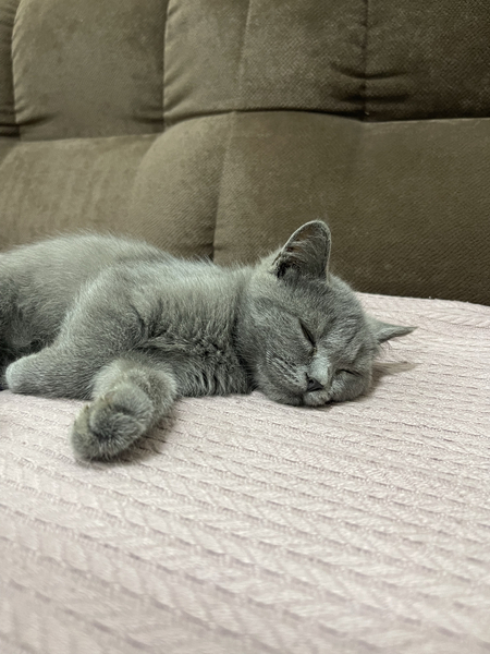 Котёнок скоттиш страйт