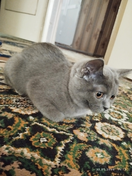 Скотиш страйт!! Срочно!