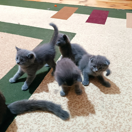 Котята британские чистокровные