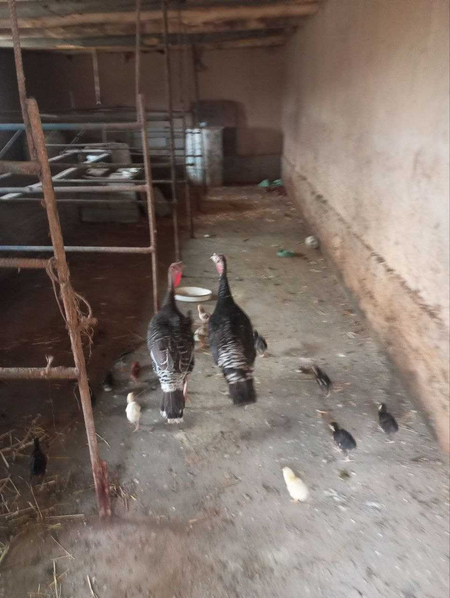 Kurkajo'jalar, onasi bilan