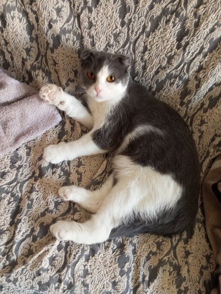 Продаю вислоухого котенка