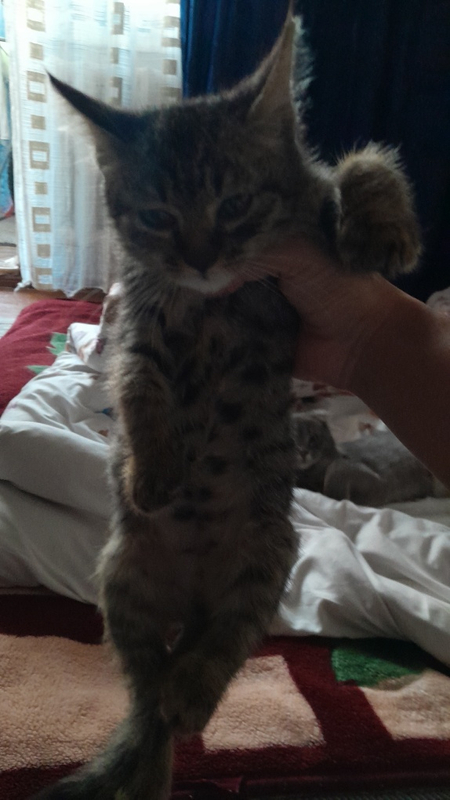 Котёнок мальчик 2 месяца