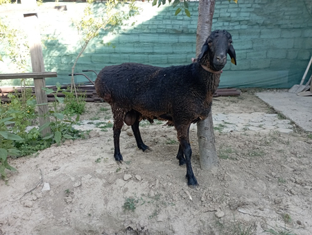 Qo'chqor qurbonlikka