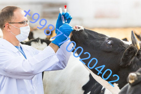 Veterinar Vrach.