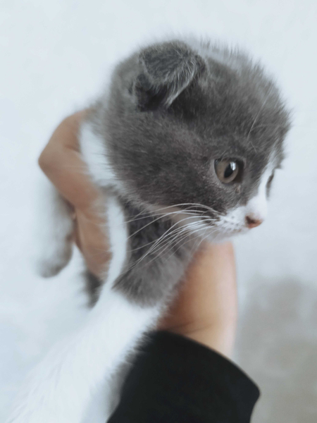 Продаётся котёнок Скотиш Фолд