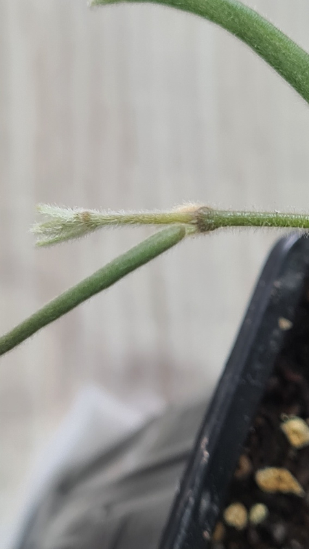 Hoya Linearis-Линейная хойя комнатное, домашнее растение