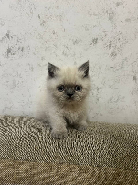 Продается котята