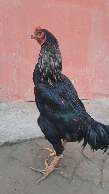 April juja sotuvda yaxshi narsa 4.5 kg