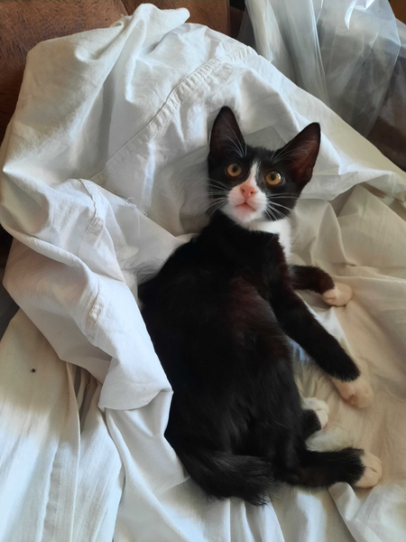 Отдам бесплатно котенок девочка