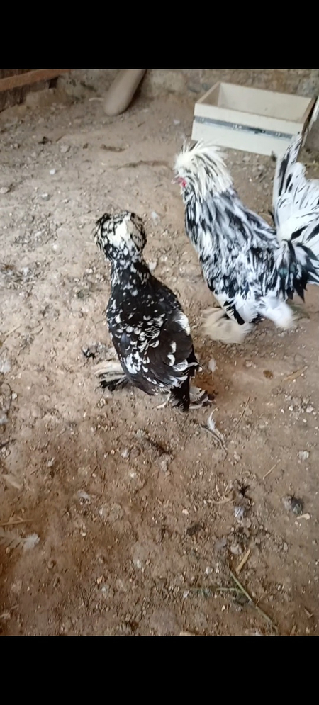 Корейский тройка