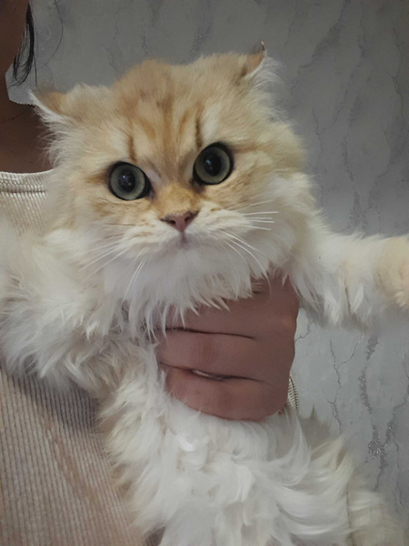 zalataya shinshila Qizbola.